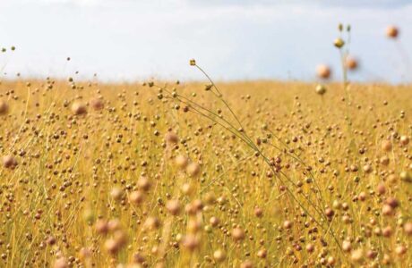 Herb to Know: Flax - Mother Earth Living